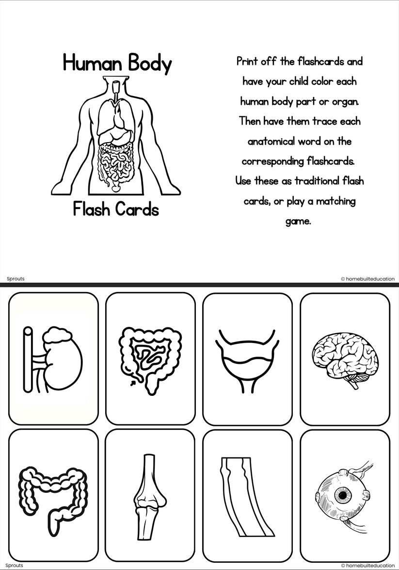 Sprouts Human Body Trace and Color Flashcards Bundle (Ages 3-5) – With ...
