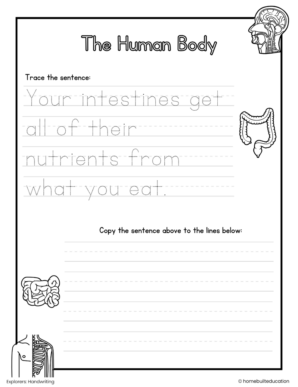 Explorers Handwriting Bundle: Anatomy Adventures (Ages 6-8) – With Love ...